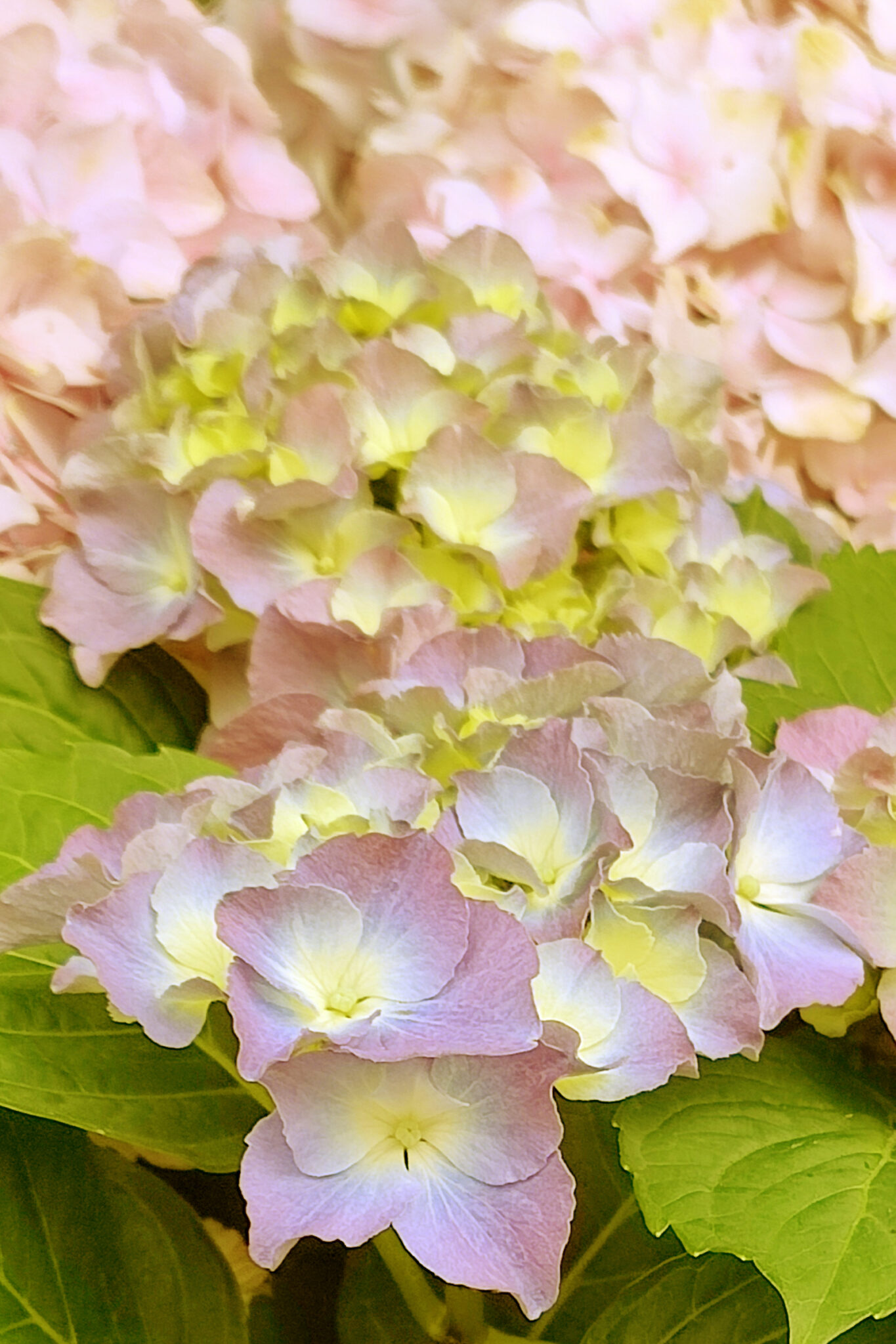 30+ Autumn Hydrangea Aesthetic Background Ideas – Plants and Freedom